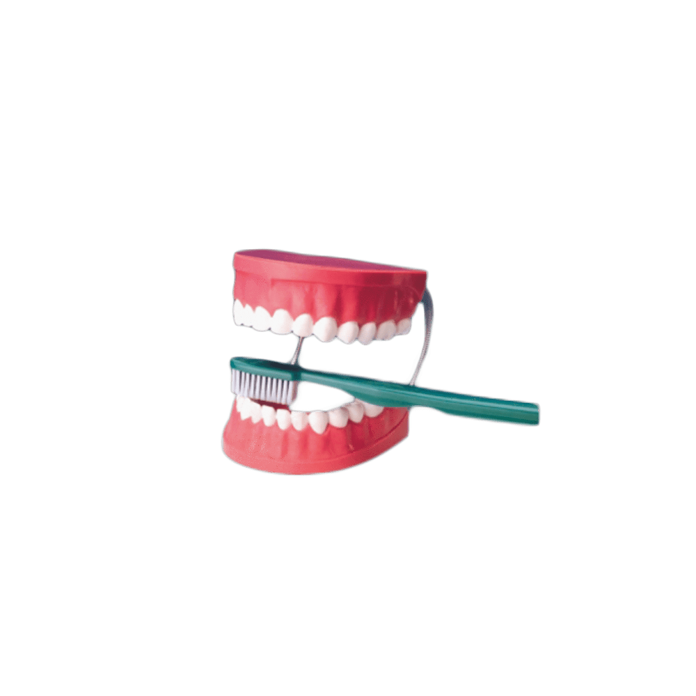 Education :: Anatomical Model :: Giant Tooth Brushing Model