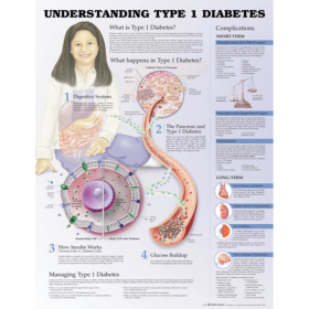Education :: Anatomical Charts :: Understanding Type 1 Diabetes ...