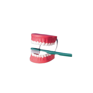 Education :: Anatomical Model