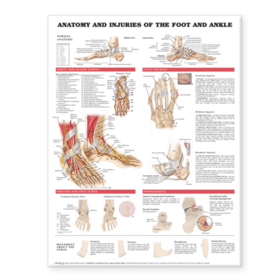 Education :: Anatomical Charts :: Anatomy and Injuries of the Foot and Ankle