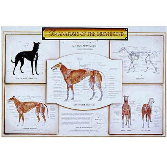 Products without category :: Greyhound Anatomy Chart