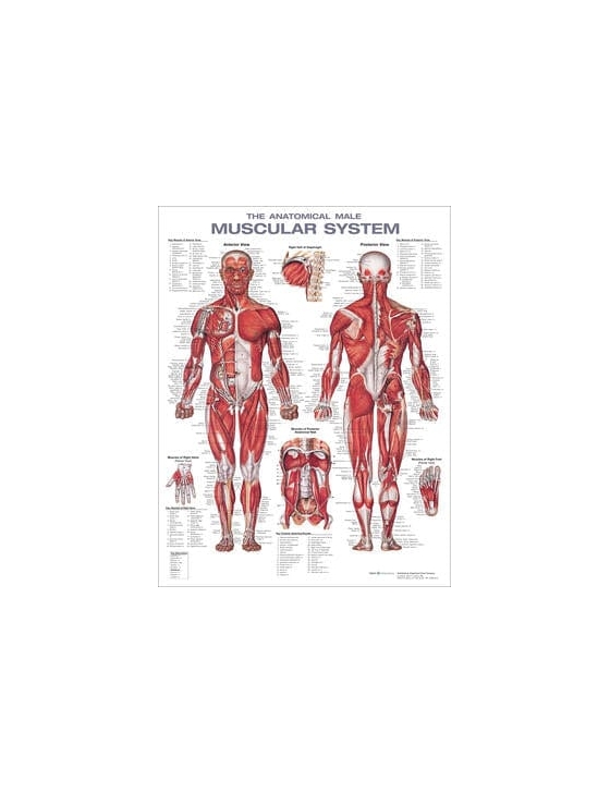 Education :: Anatomical Charts :: Male Muscular System Anatomical Chart ...